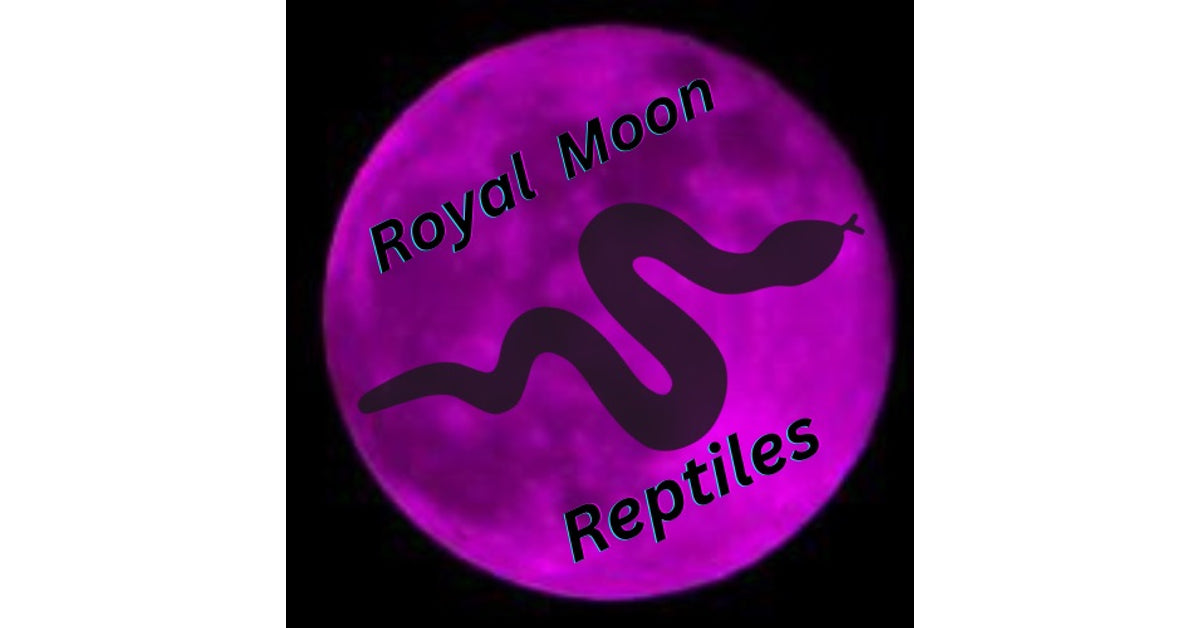 Royal Moon Reptiles
